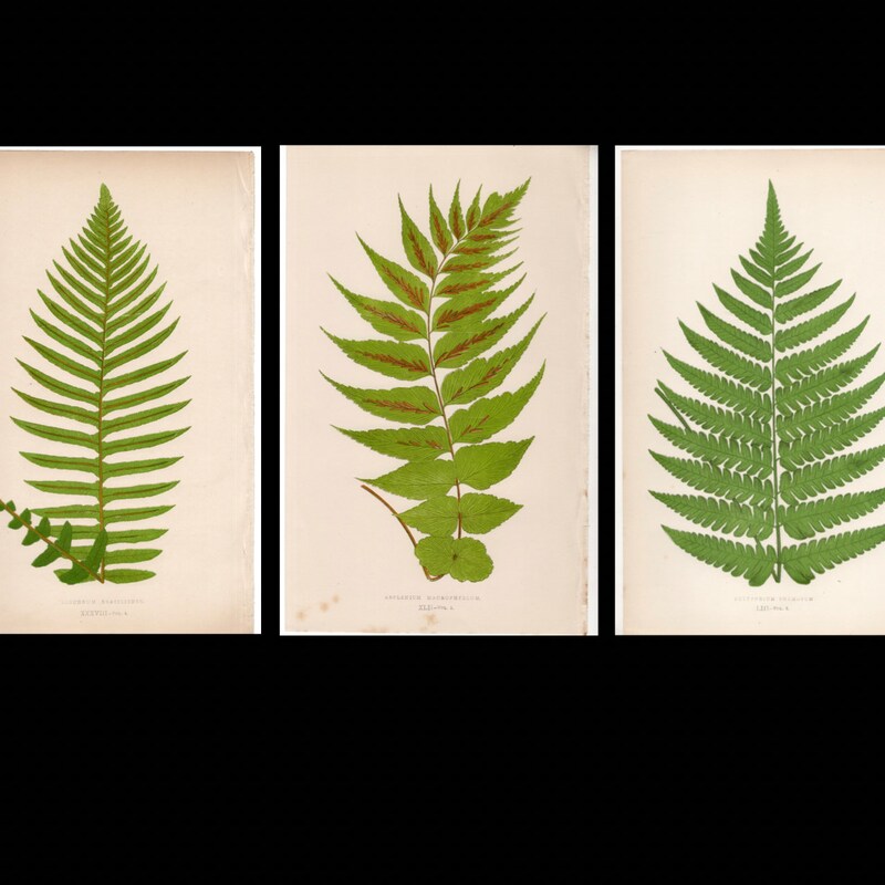 Fern Print - Etsy