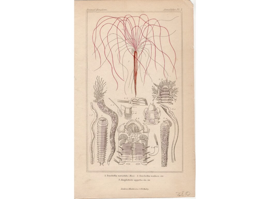 C. 1837 RED ANNELID Lithograph • Original Antique Print • Marine Worm ...