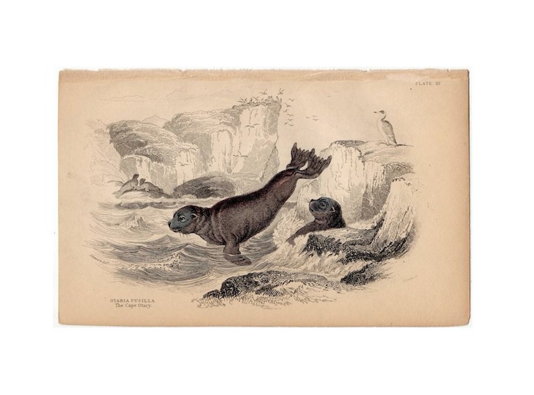 C. 1833 SEAL Engraving • Original Antique Print • Pinniped Print ...