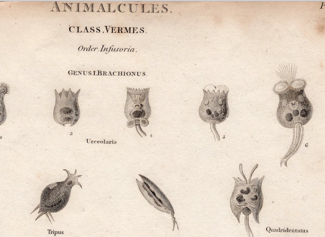 Antique print c. 1802 MICROSCOPIC ANIMALS PRINT original | Etsy