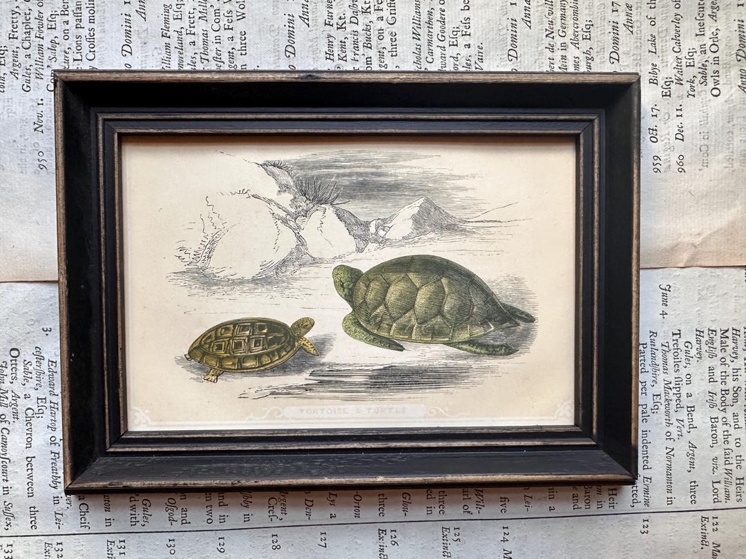 Framed TORTOISE & TURTLE Print C. 1853 • Original Antique Print ...
