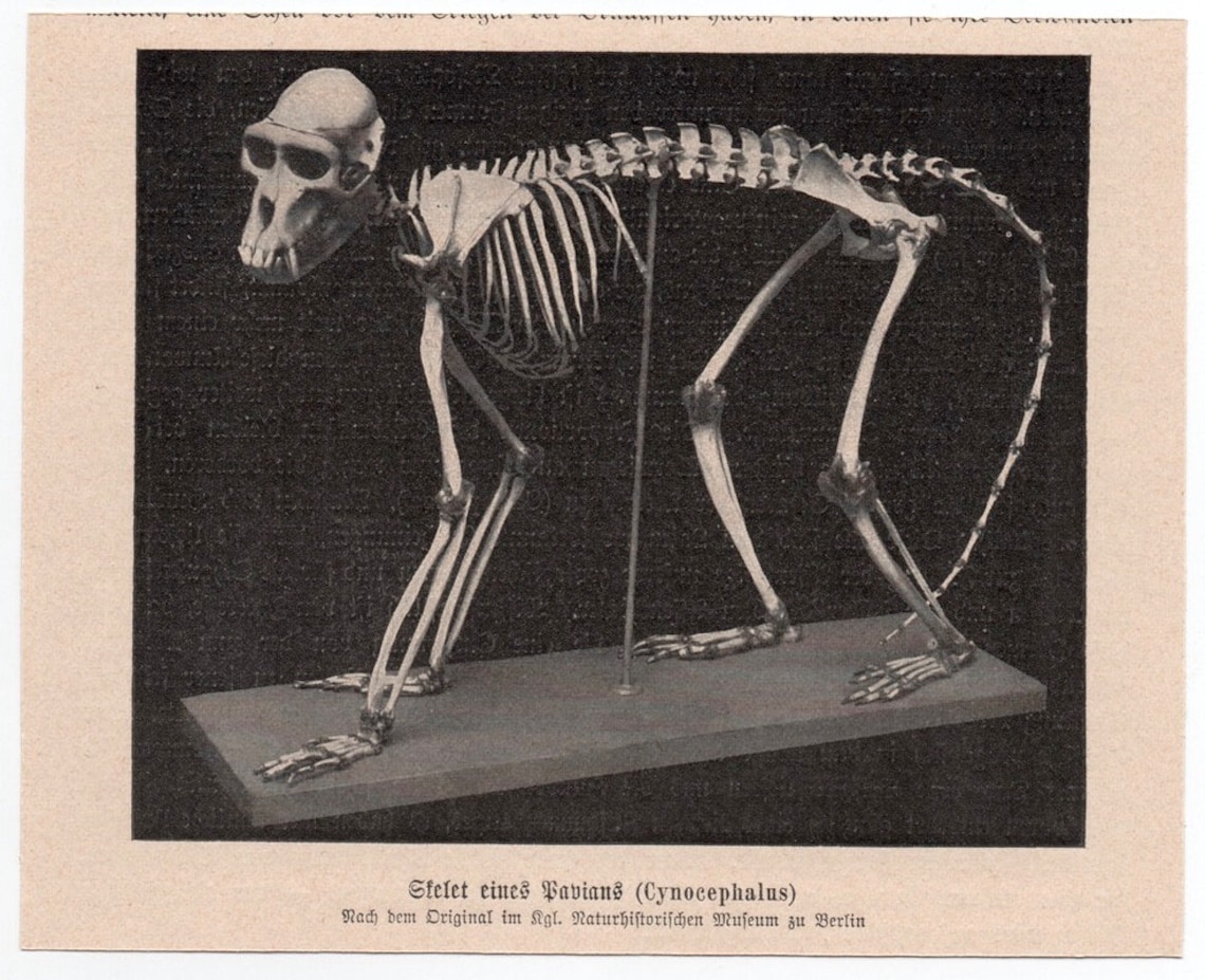 C. 1900 MONKEY SKELETON Lithographs • Original Antique Prints • Primate ...