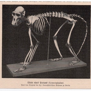 C. 1900 MONKEY SKELETON Lithographs • Original Antique Prints • Primate ...