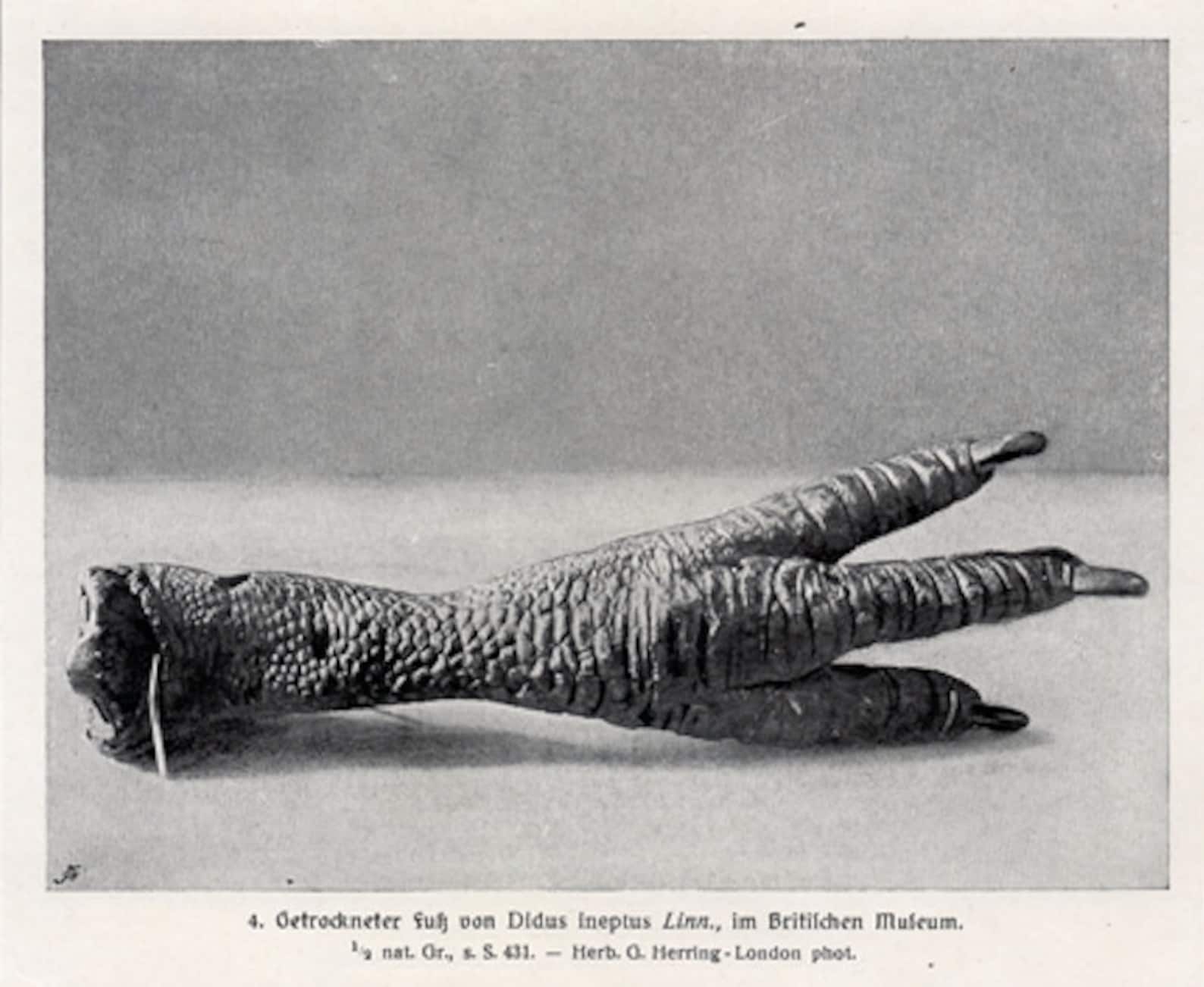 RARE c. 1910 DODO BIRD print antique print dronte print | Etsy