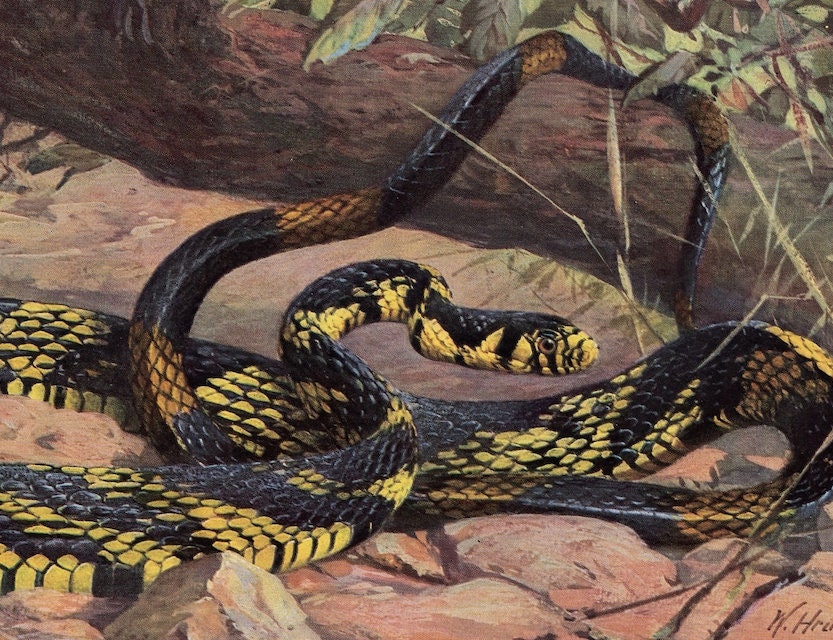 C. 1900 CHICKEN SNAKE Print Original Antique Print Snake - Etsy