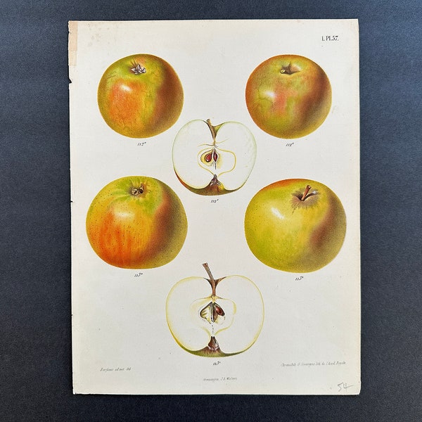 Apple Print - Etsy