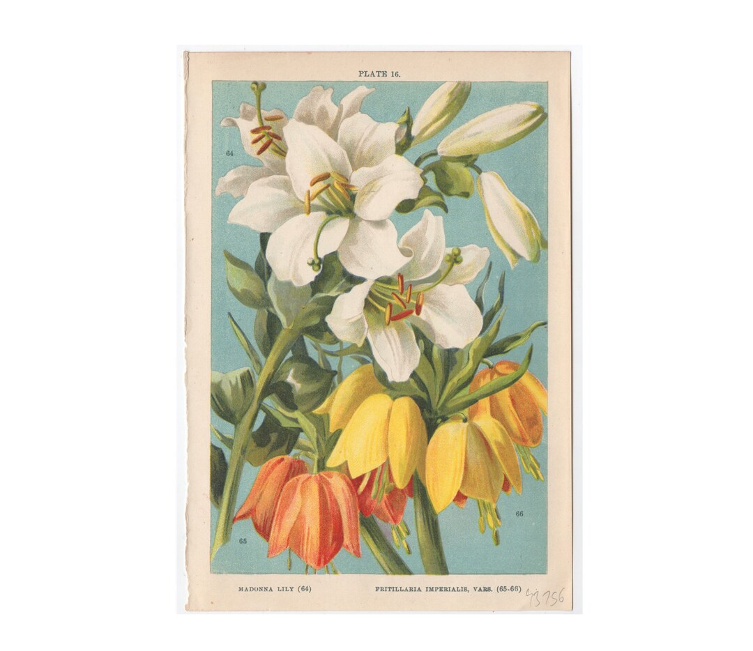 C. 1911 FLOWERS Lithograph • Original Antique Print • Flower Print ...