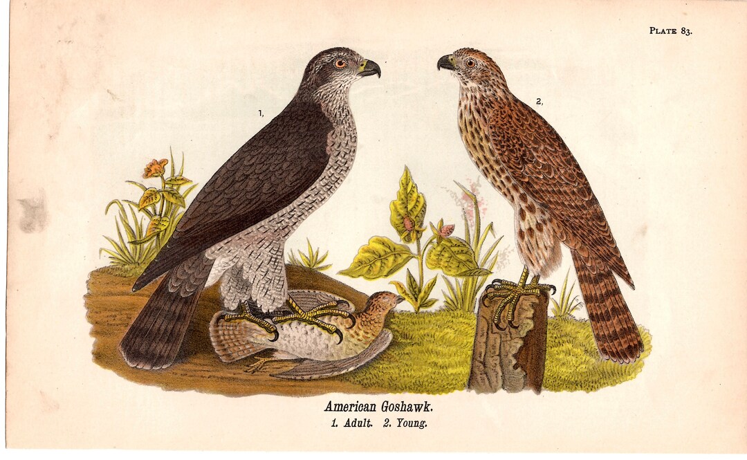 1888 GOSHAWK PRINT - Antique Bird Lithograph - Original Antique Print ...