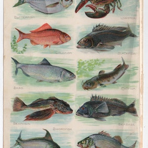 C. 1895 ANTIQUE FISH Lithograph - Original Antique Print - Ichthyology ...
