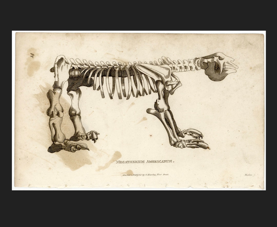 C. 1800 MEGATHERIUM SKELETON Engraving • Original Antique Print • Giant ...