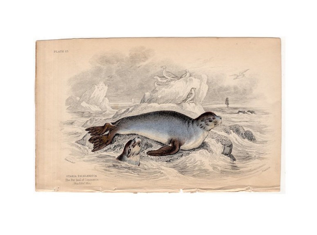 C. 1833 SEAL Engraving • Original Antique Print • Pinniped Print ...