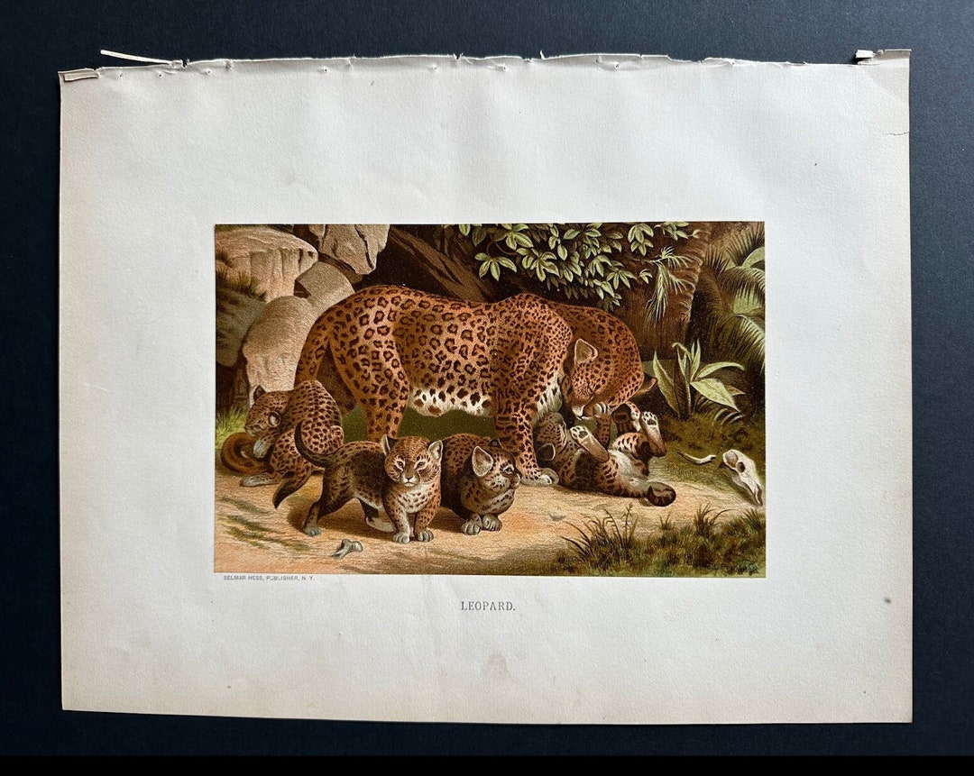 C. 1885 LEOPARD & CUBS Lithograph • Original Antique Print • Rev J. G ...