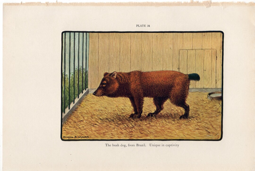C. 1934 BUSH DOG of BRAZIL Lithograph - Vintage Animal Print - Zoo ...