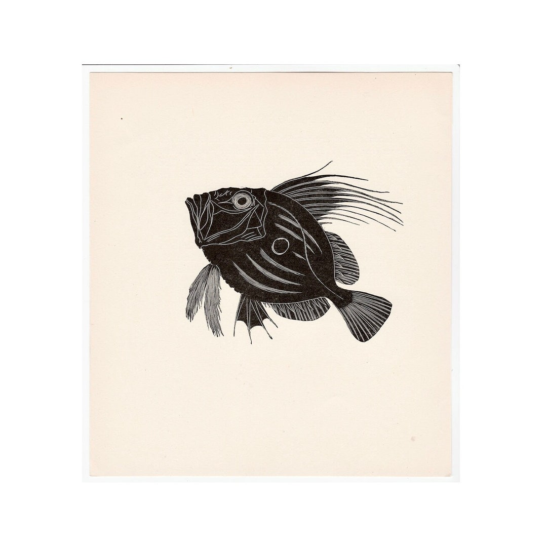 C. 1920's JOHN DORY Lithograph • Original Antique Print • Fishing Print ...