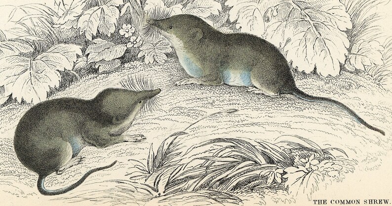 C. 1843 COMMON SHREW Print • Original Antique Print • Mole Like Animal ...
