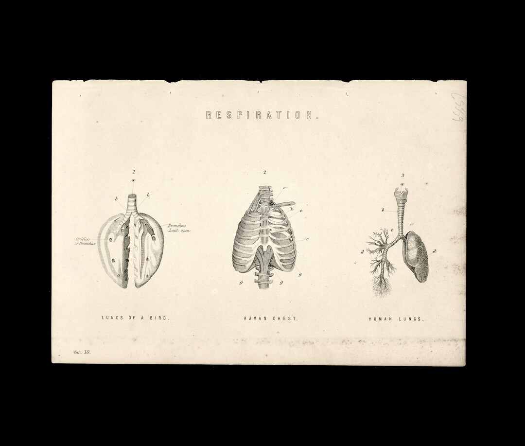 C. 1880 RESPIRATION Print • Original Antique Print • Human Anatomy ...