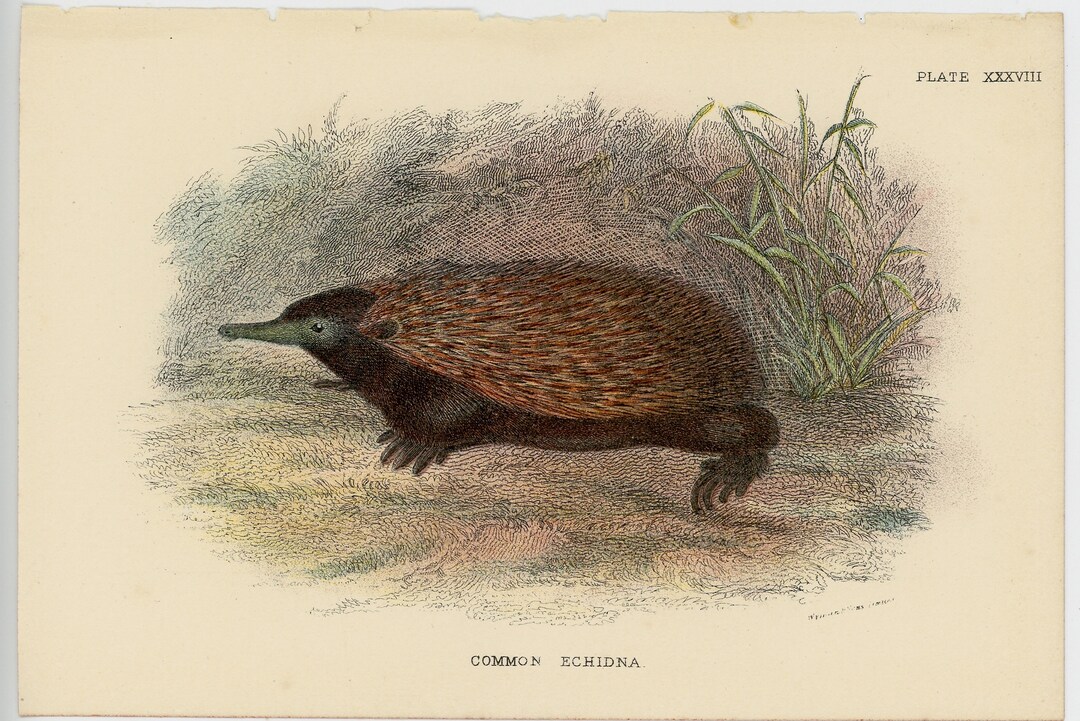 ECHIDNA Lithograph C.1896 • Original Antique Print • Australian Animal ...