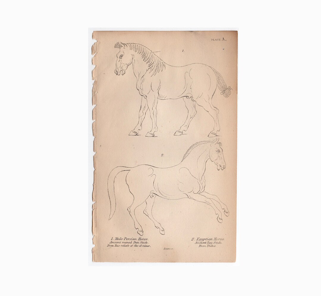 C. 1841 ANCIENT HORSE BREEDS Engraving - Original Antique Print ...