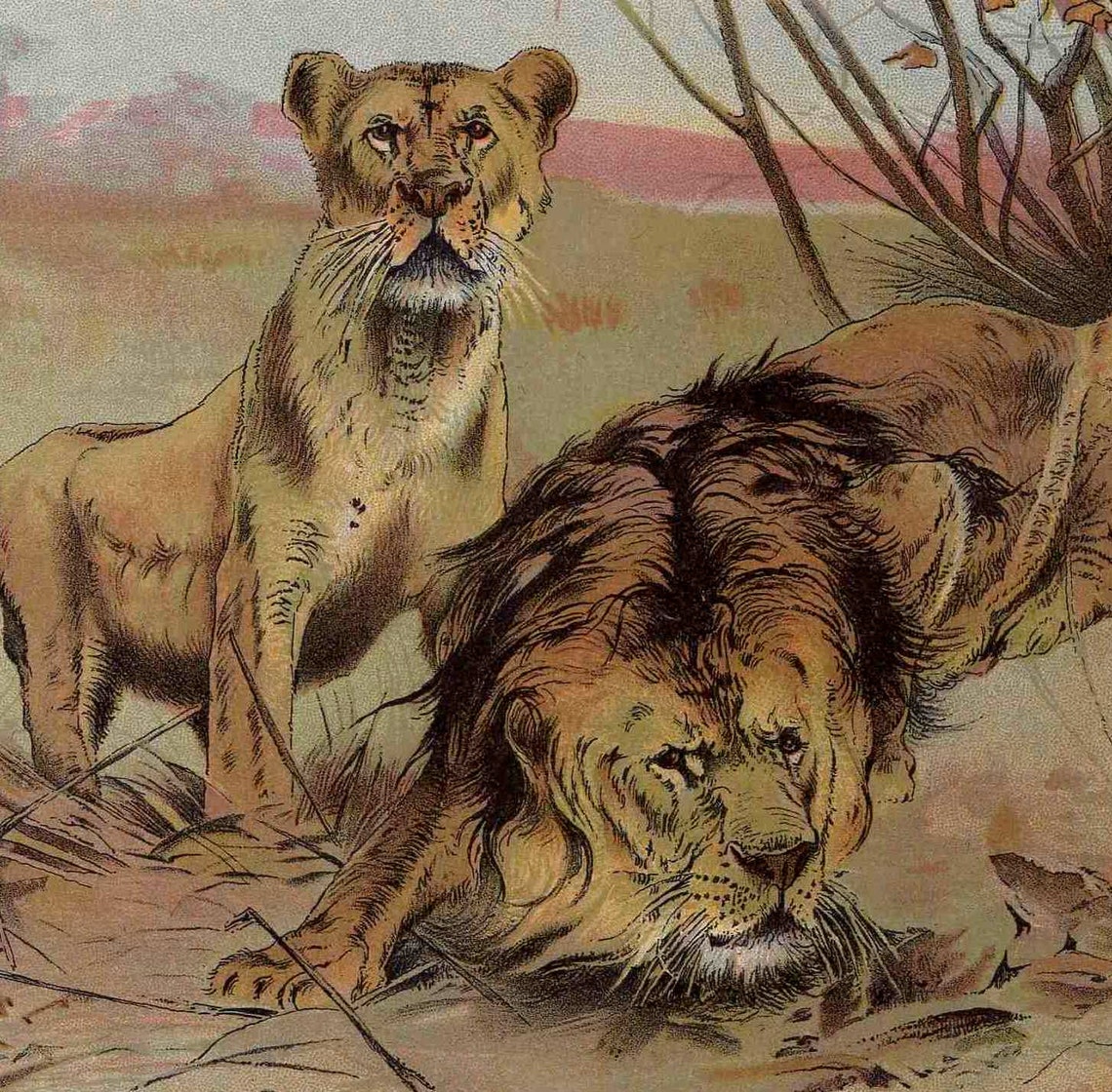 C. 1910 LION & LIONESS Print • Original Antique Print • African Animal ...