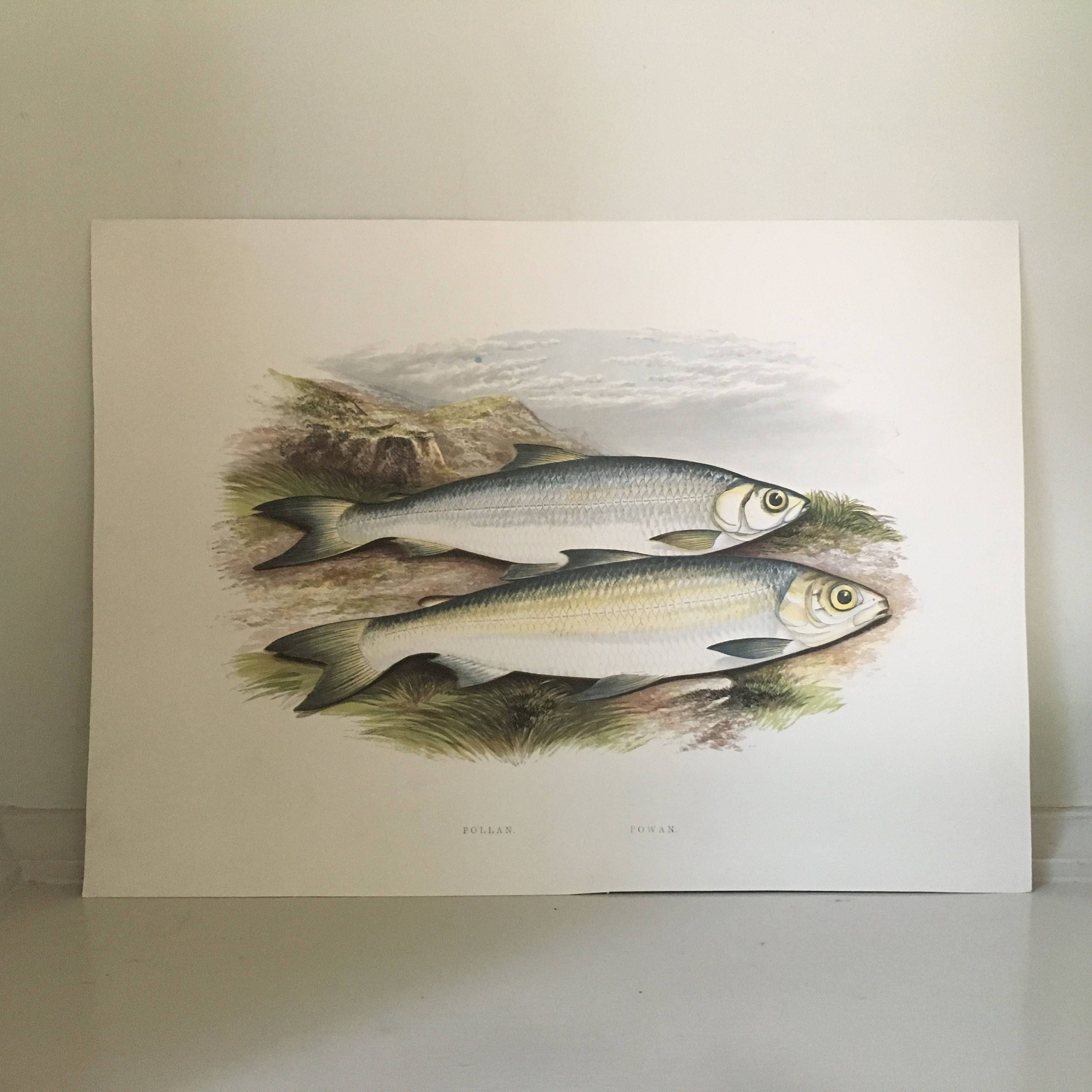 1879 pollan & powan fish print original antique sea life ocean | Etsy