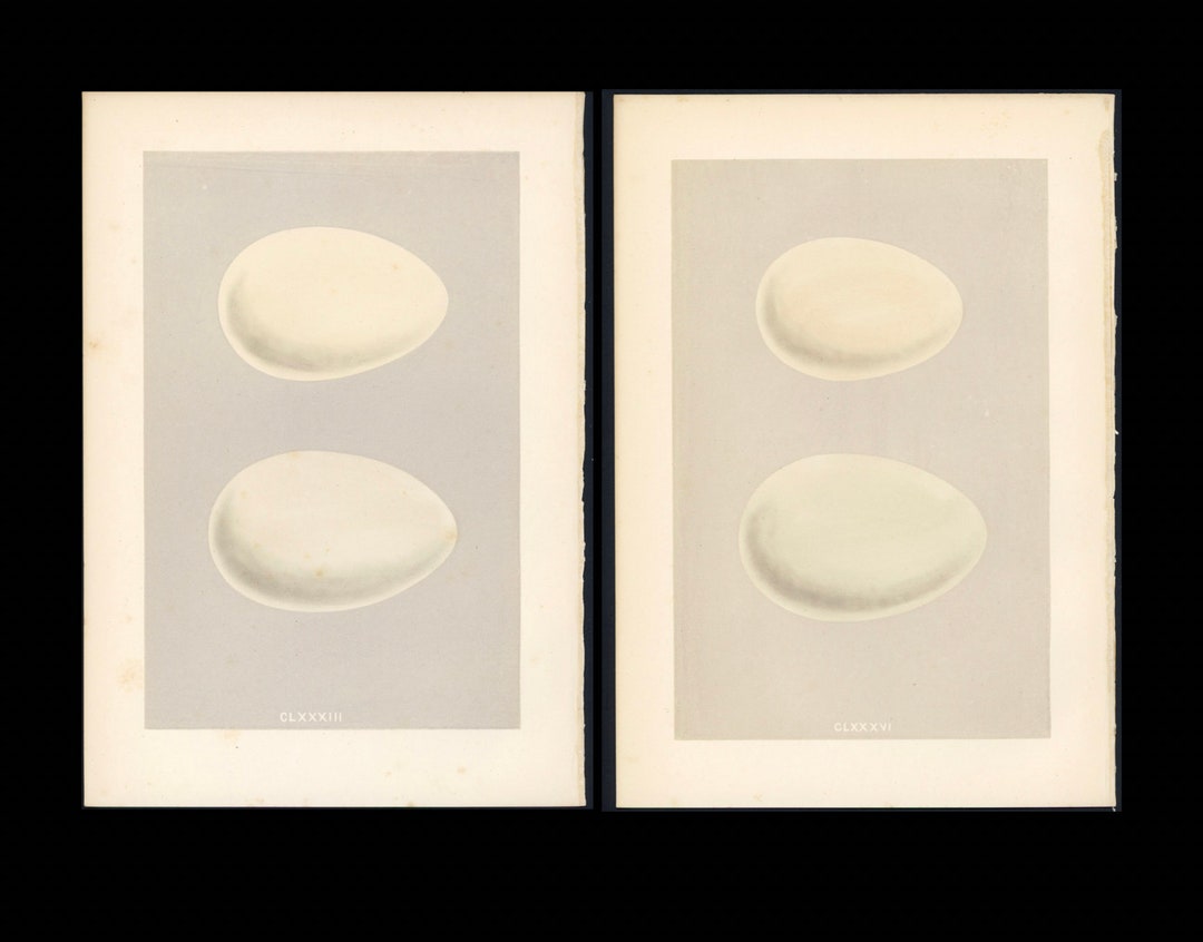 C. 1875 EGG Lithographs • Set of 2 Original Antique Prints • Hand ...