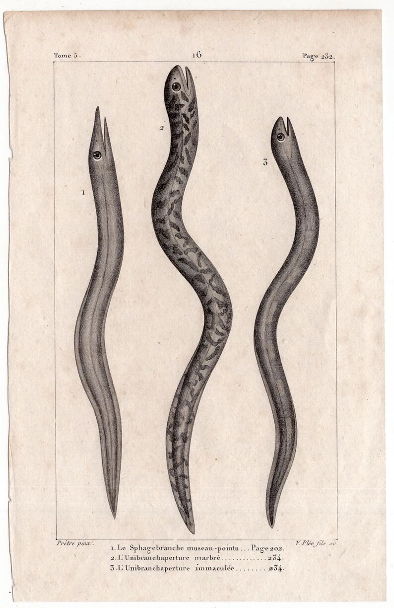 1817 EELS FISH Print Original Antique Sea Life Ocean Engraving - Etsy