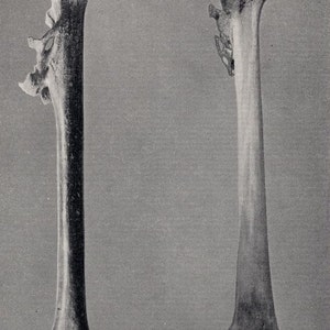 C. 1934 BONES of HUMAN & PITHECANTHROPUS Print Original Vintage ...