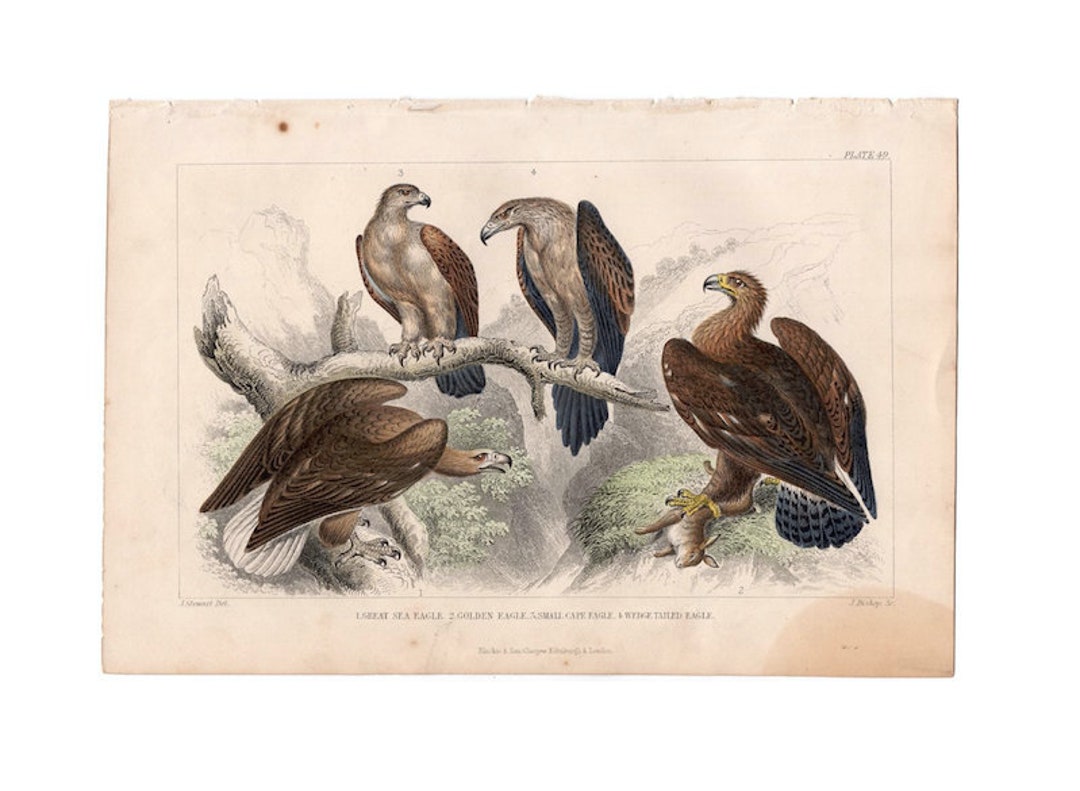 C. 1859 EAGLES PRINT - Original Antique Print - Hand Colored Engraving ...