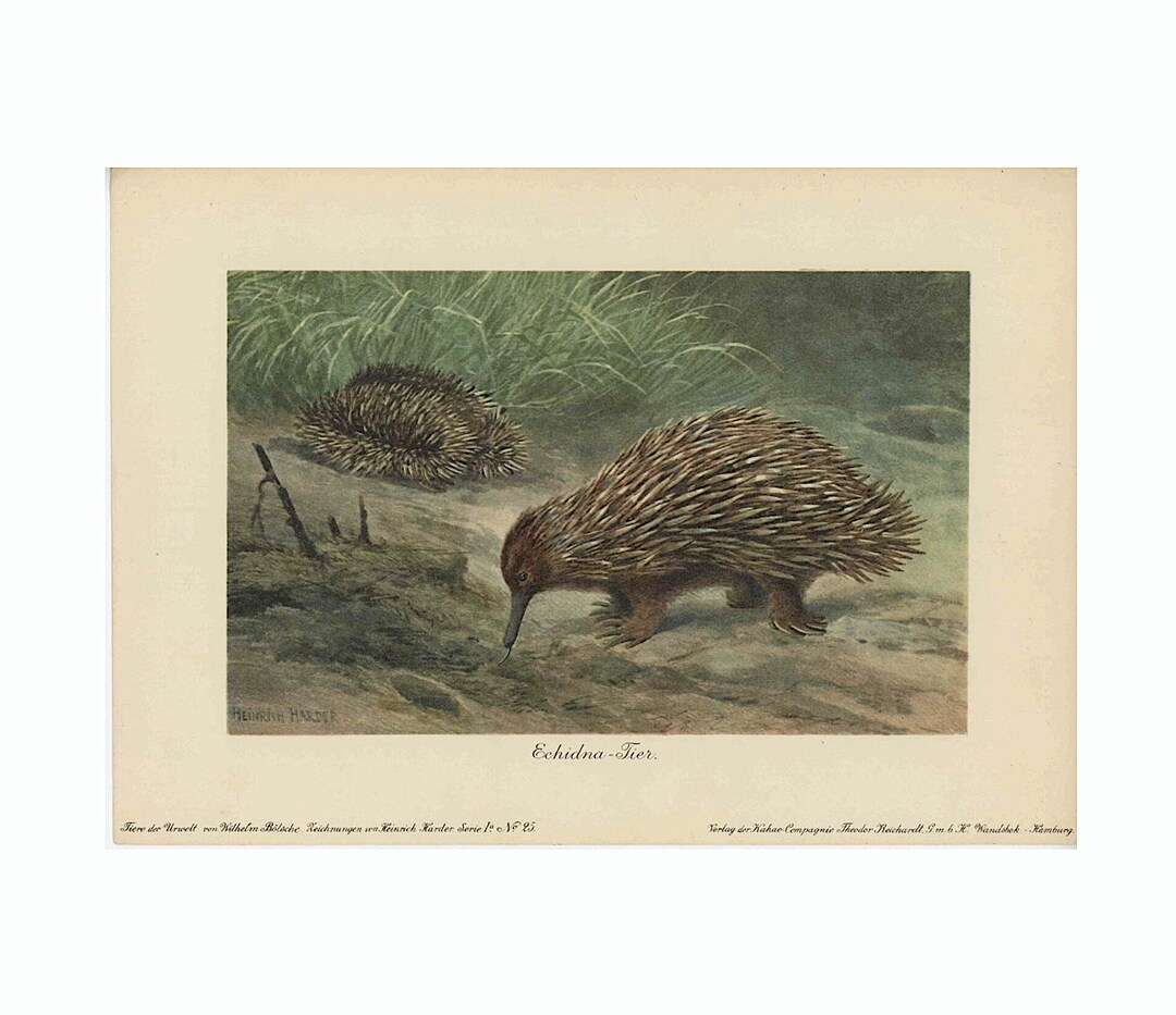 C. 1902 ECHIDNA Lithograph • Original Antique Print • Monotreme Animal ...