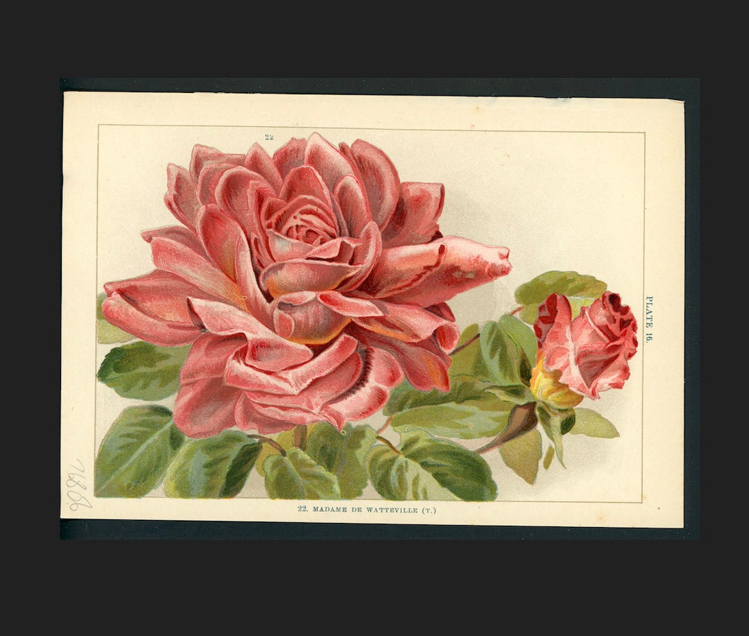C. 1903 ROSES Lithograph • Original Antique Print • Botanical Print ...