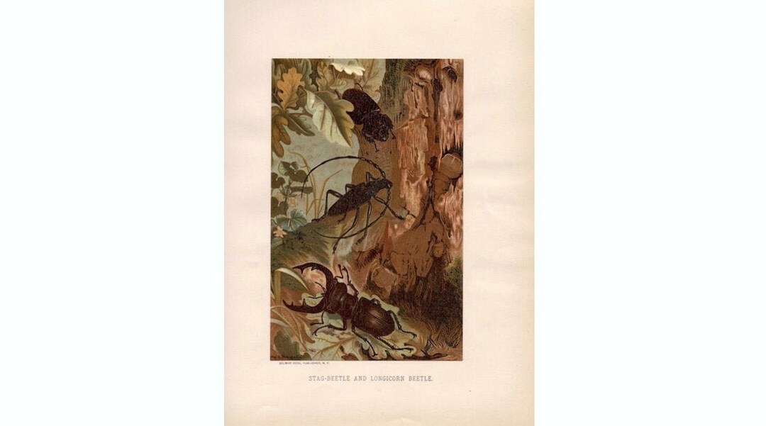 C. 1885 STAG & LONGHORN BEETLES Lithograph • Original Antique Print ...