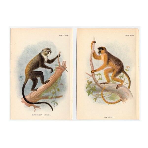 Antique Monkey Print - Etsy