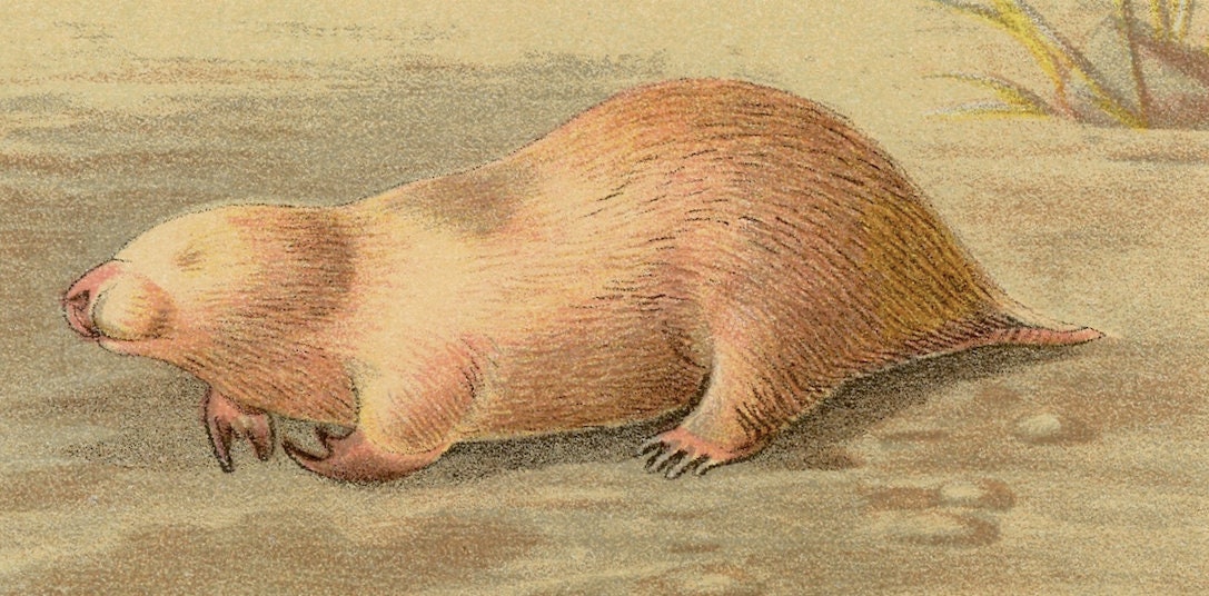 Marsupial Mole