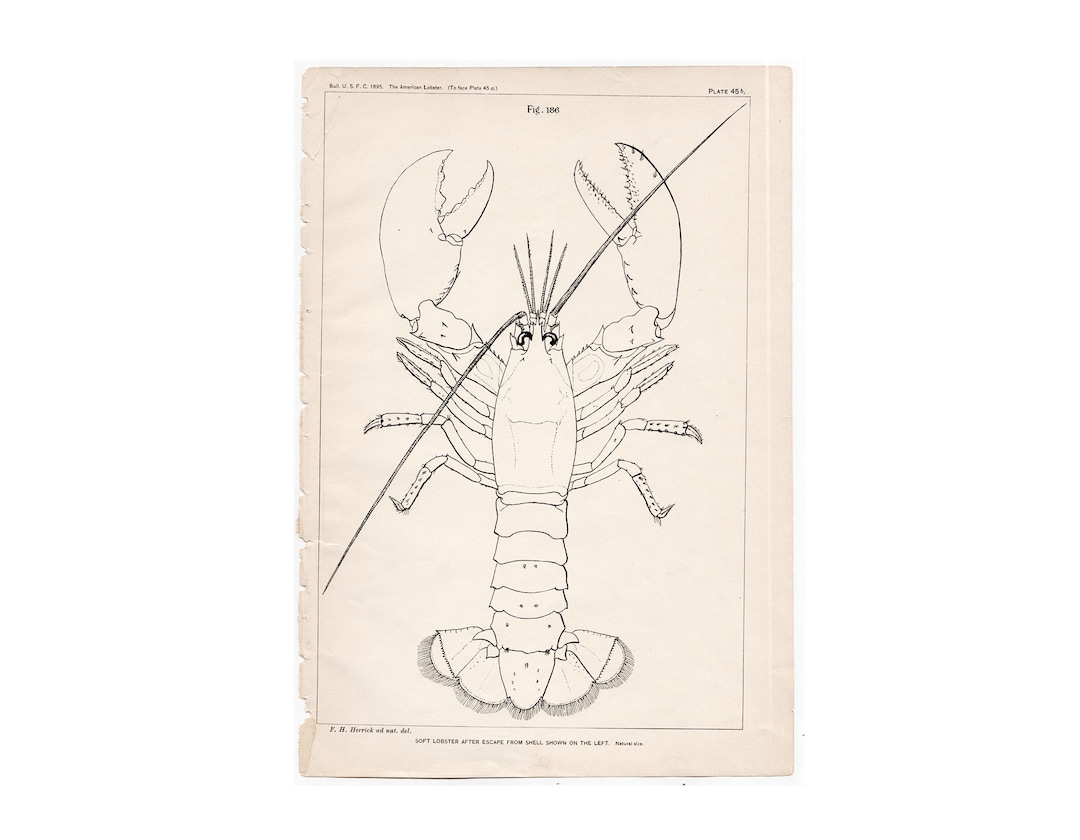 C. 1895 LOBSTER Lithograph • Original Antique Print • Sea Life • Marine ...