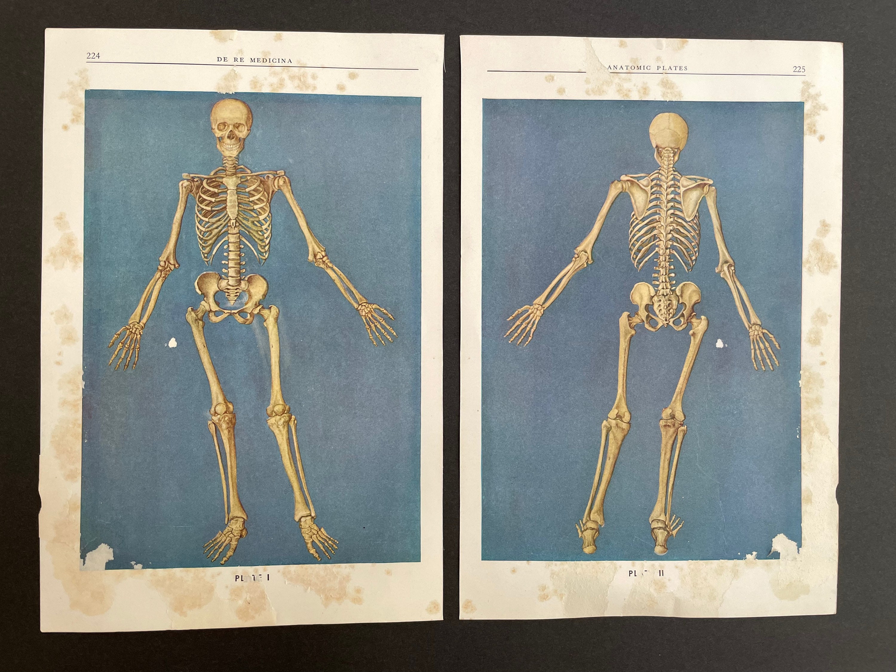 C 1940 SKELETON prints set of 2 original vintage prints human anatomy ...