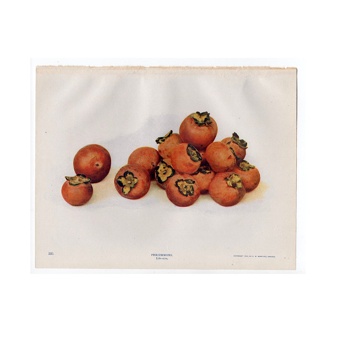 C. 1900 PERSIMMON Lithograph • Original Antique Print • Orchard Print ...