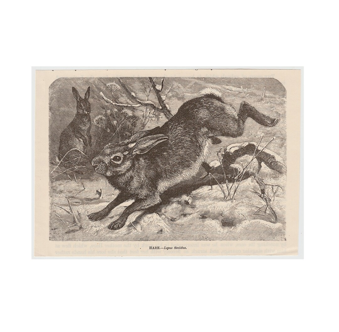 C. 1894 HARES Lithograph Original Antique Print Animal Print Rabbit ...