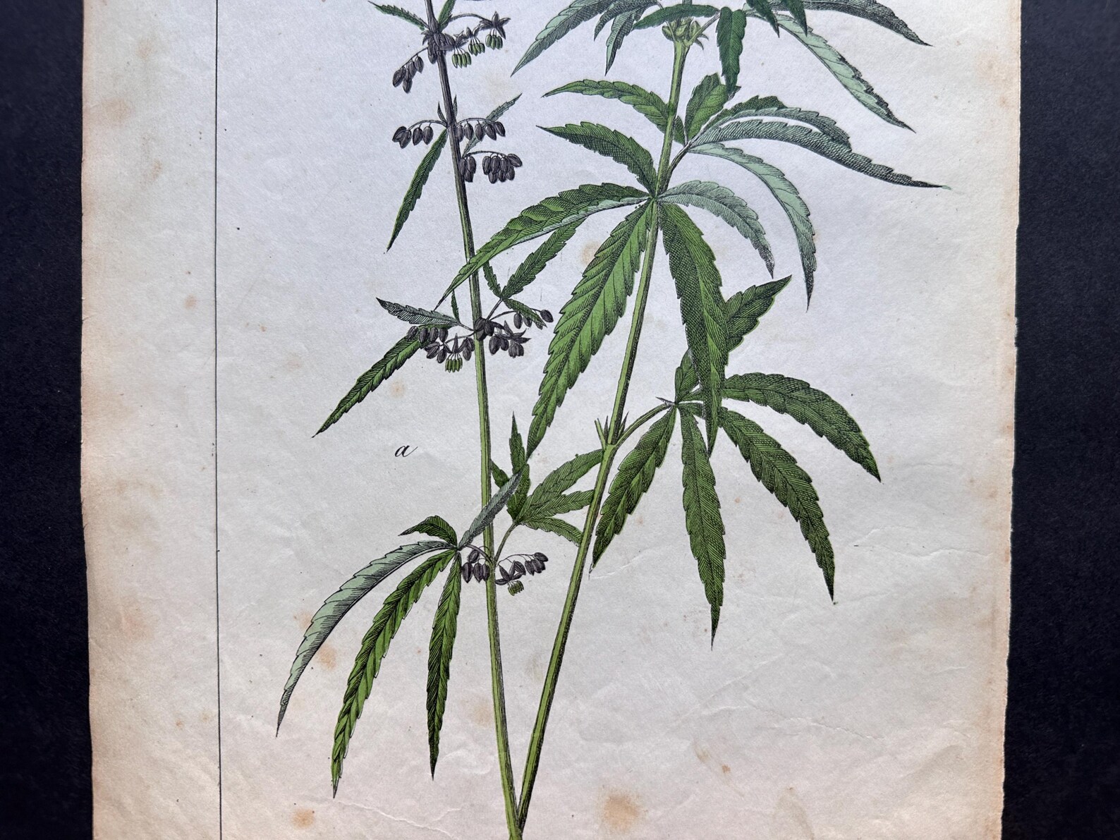 C. 1857 CANNABIS SATIVA PRINT • Marijuana Print • Antique Botanical ...