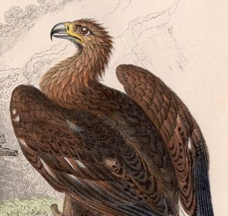 C. 1859 EAGLES PRINT - Original Antique Print - Hand Colored Engraving ...