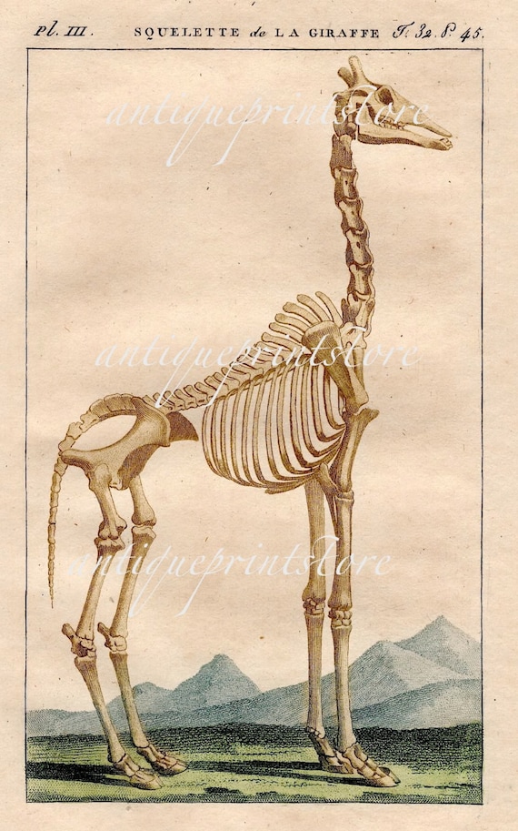 Giraffe Skeleton