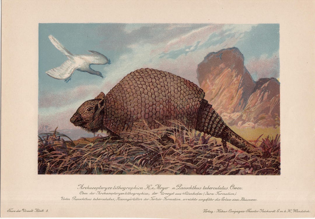 C. 1902 ARCHAEOPTERYX & PANOCHTHUS Lithograph • Original Antique Print ...