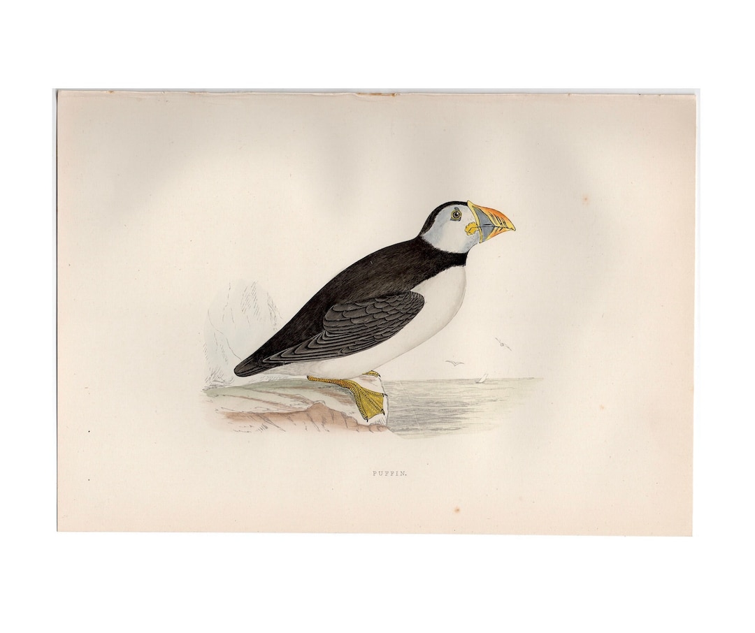 C. 1891 PUFFIN Engraving Original Antique Print Seabird Atlantic Puffin ...