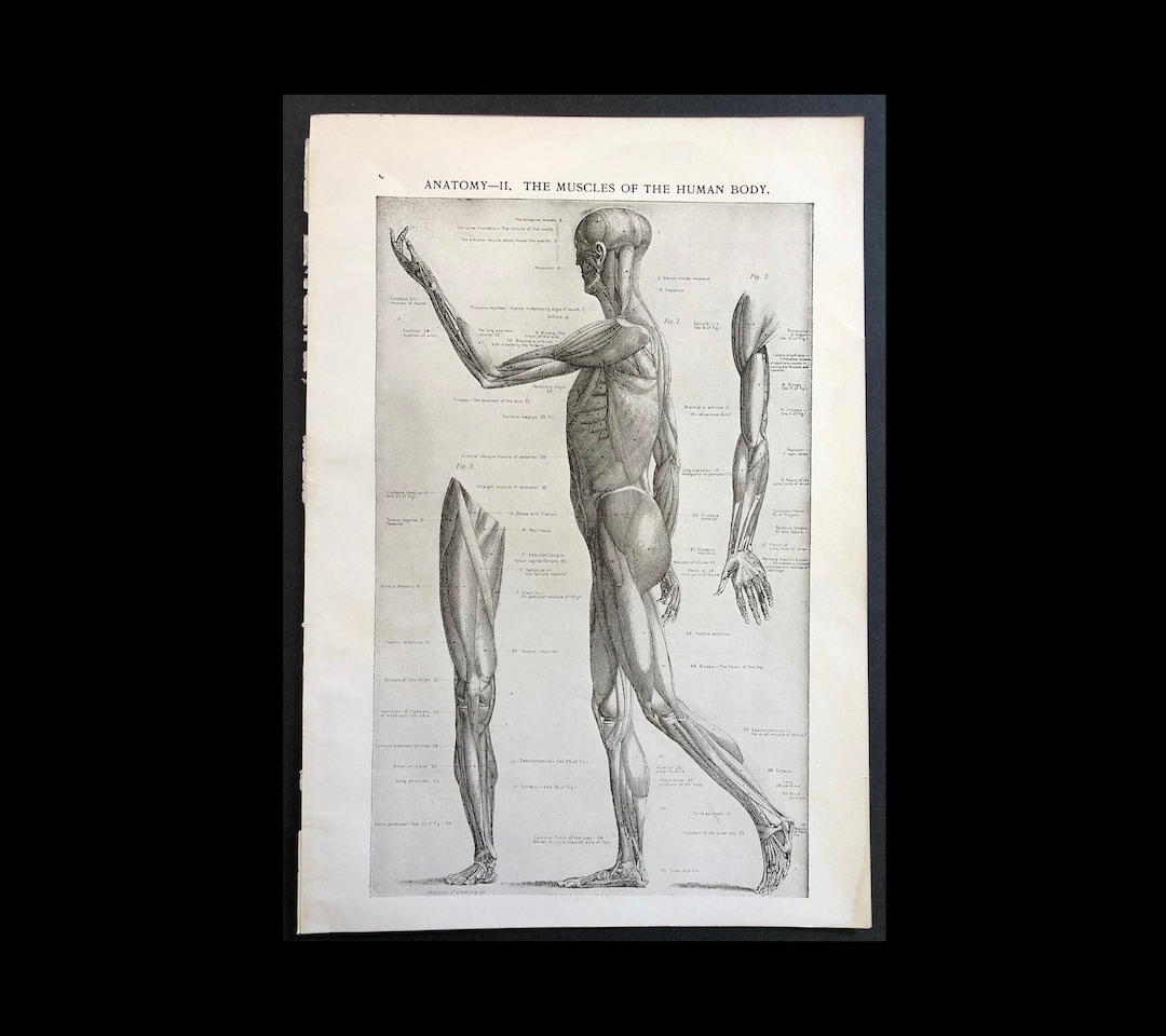C. 1903 HUMAN ANATOMY Lithograph • Original Antique Print • Human ...