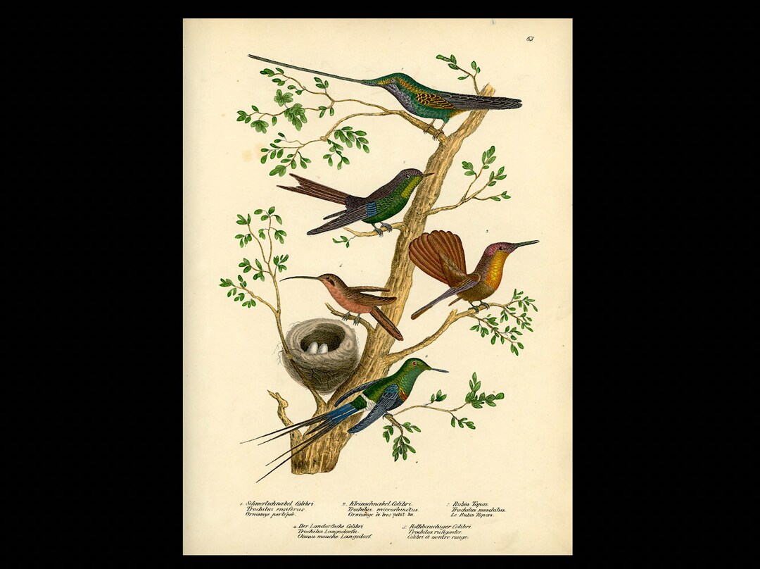 C. 1824 HUMMINGBIRDS WITH NEST Lithograph • Original Antique Print ...
