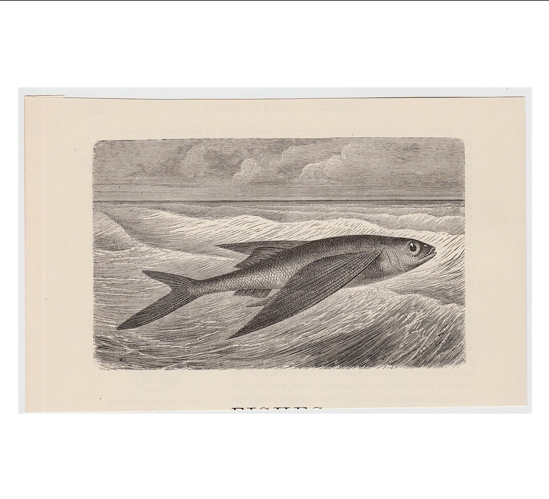 C. 1885 FLYING FISH Print • Original Antique Print • Exocoetidae Fish ...