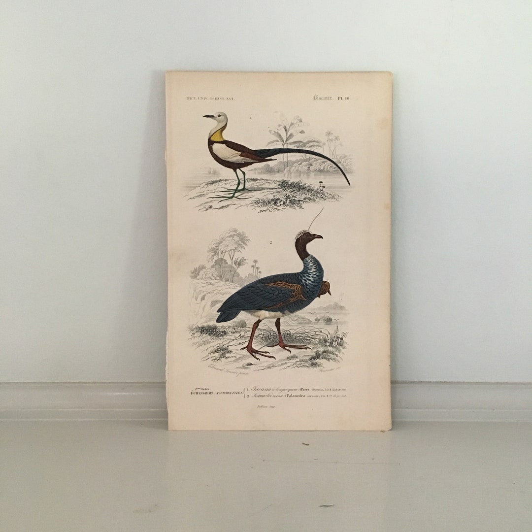 C. 1849 ANTIQUE BIRD Engraving - Original Antique Print - Hand Colored ...