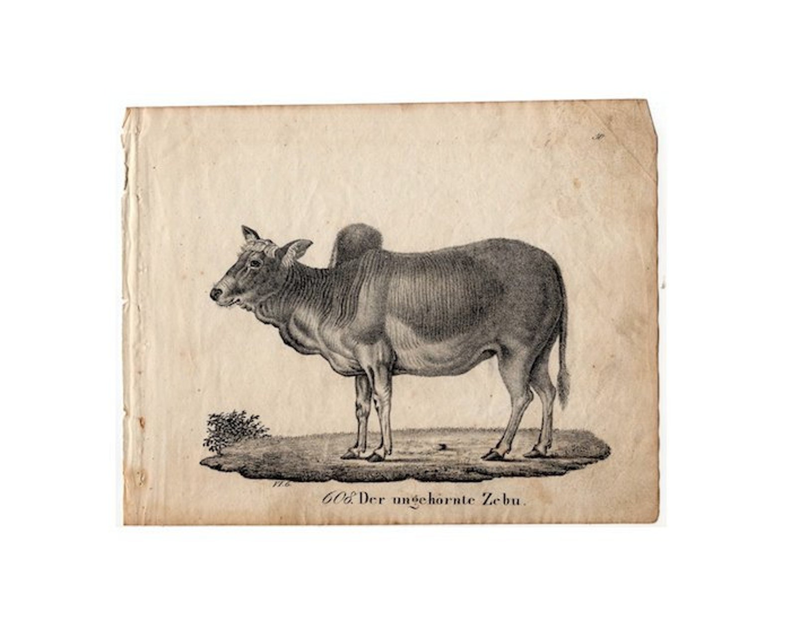 C. 1820 ANTIQUE ZEBU Lithograph - Original Antique Print - Humped ...
