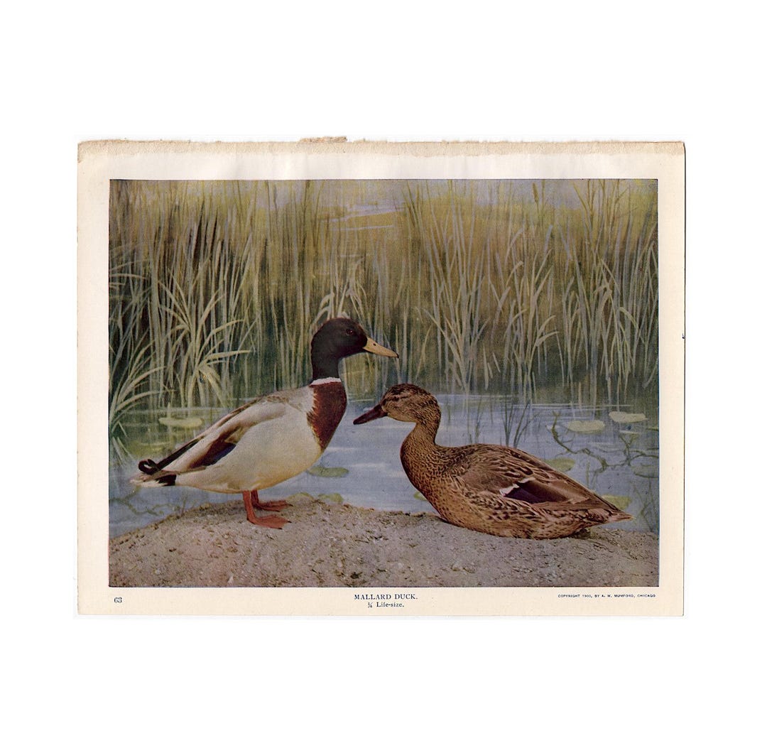MALLARD DUCK Lithograph C. 1900 • Original Antique Print • Waterbird ...