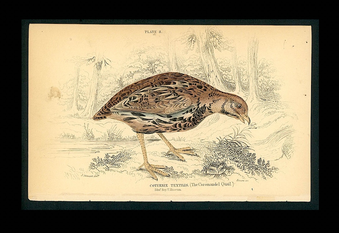 C. 1834 COROMANDEL QUAIL Engraving • Original Antique Print • Hand ...