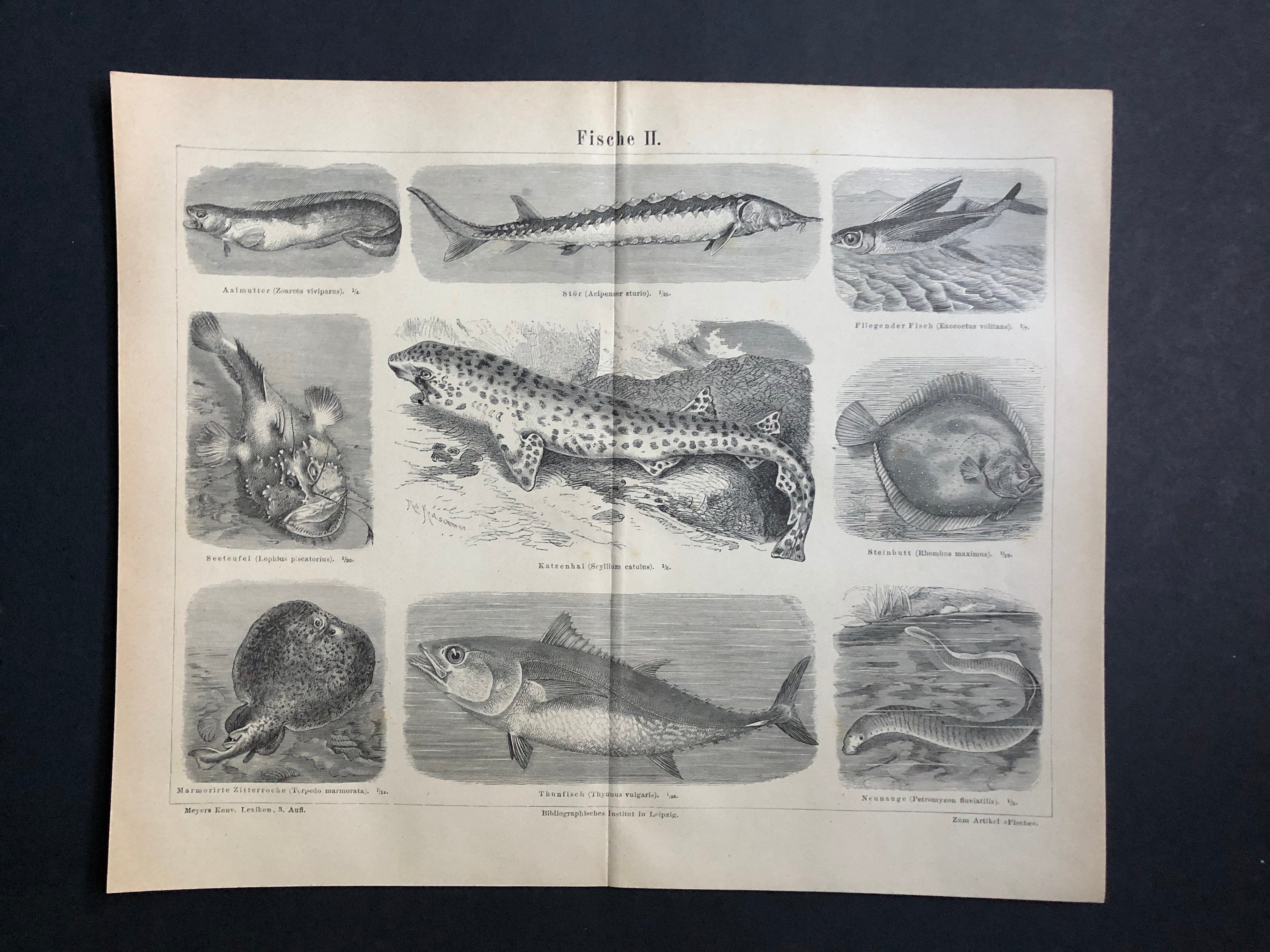 Art & Collectibles Original 1890s Lithograph Encyclopedia Print Fish ...
